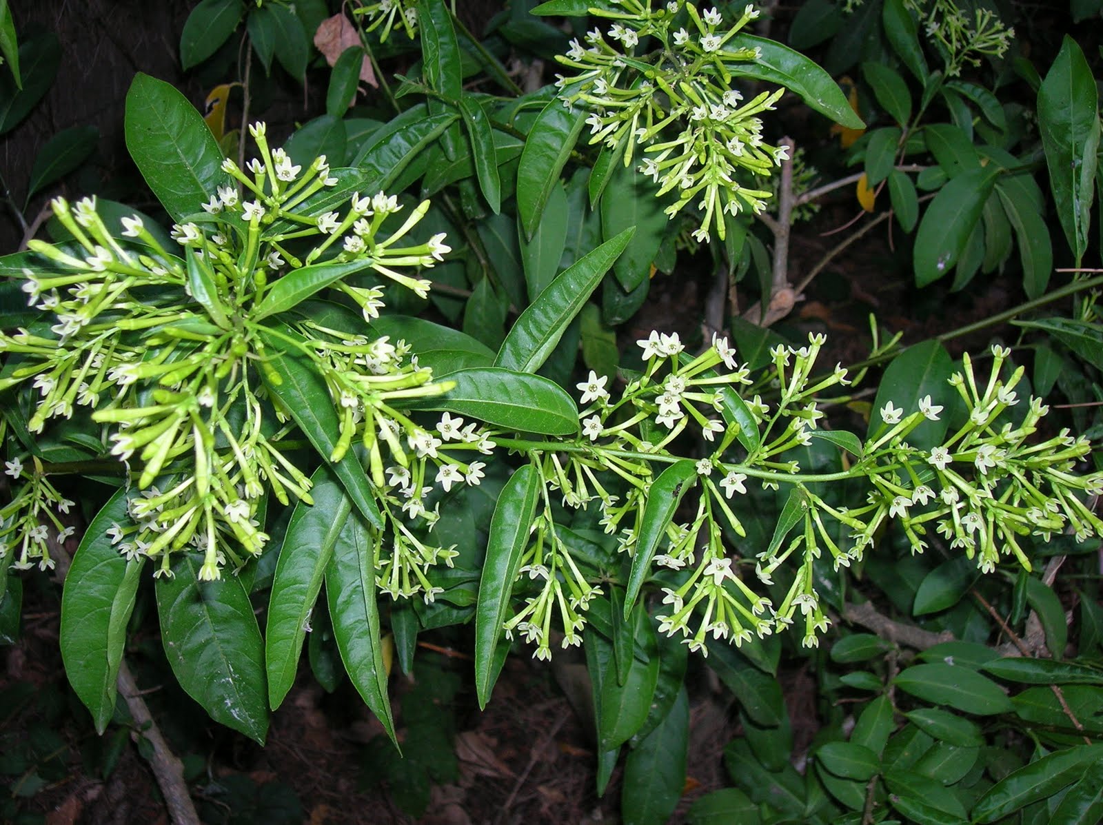Recregarden: CESTRUM NOCTURNUM