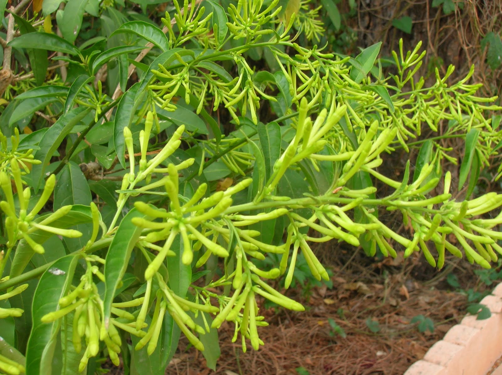 Recregarden: CESTRUM NOCTURNUM