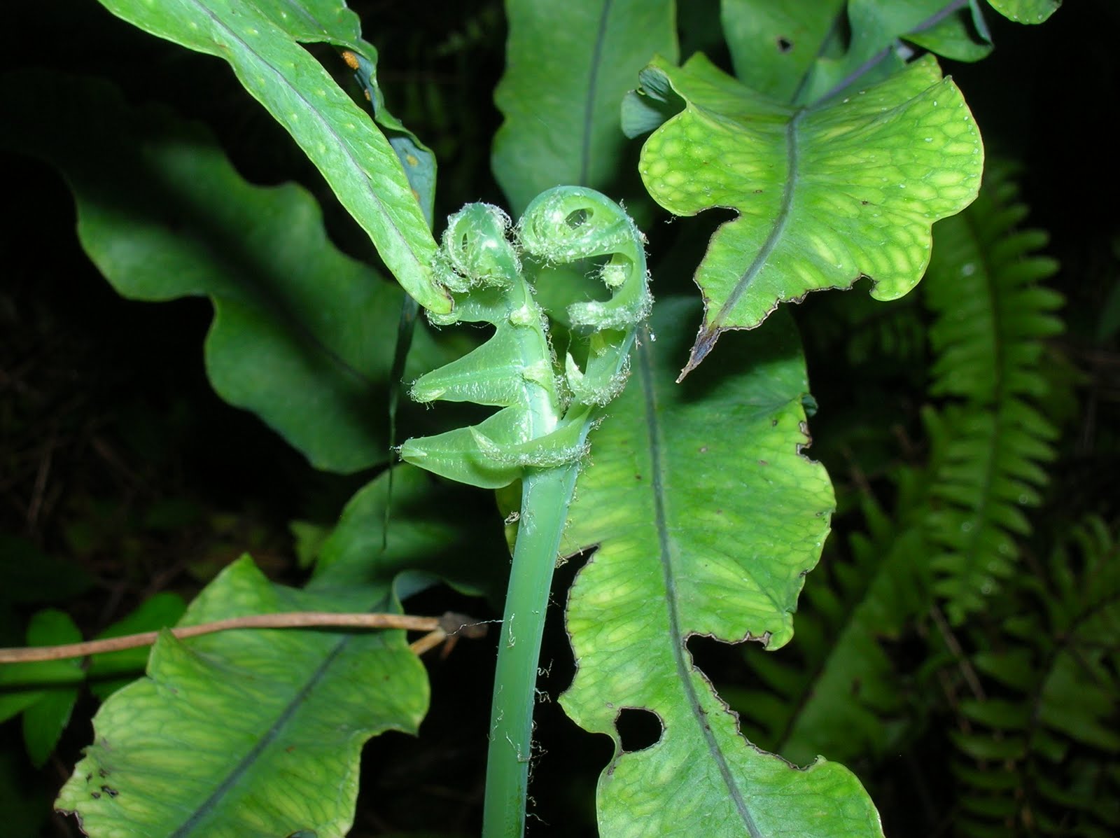 Recregarden: PHLEBODIUM AUREUM