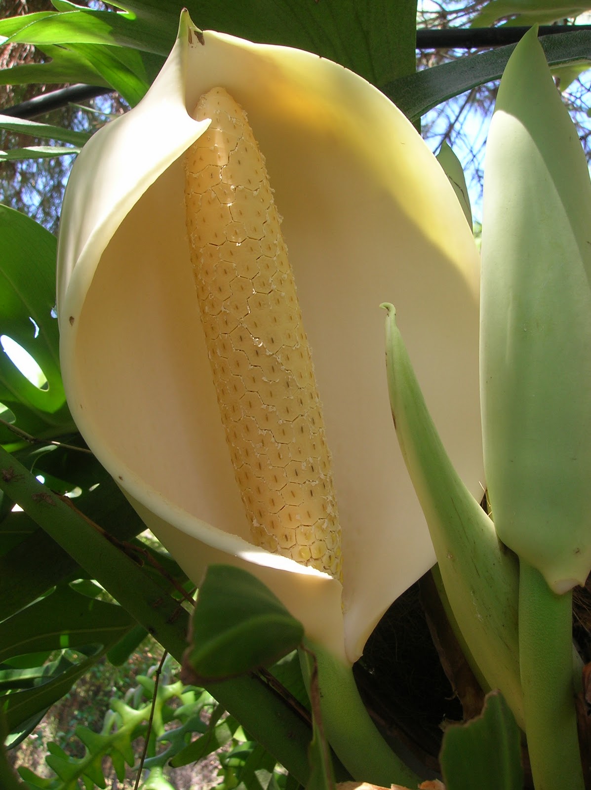 Recregarden: DE MONSTERA A DELICIOSA