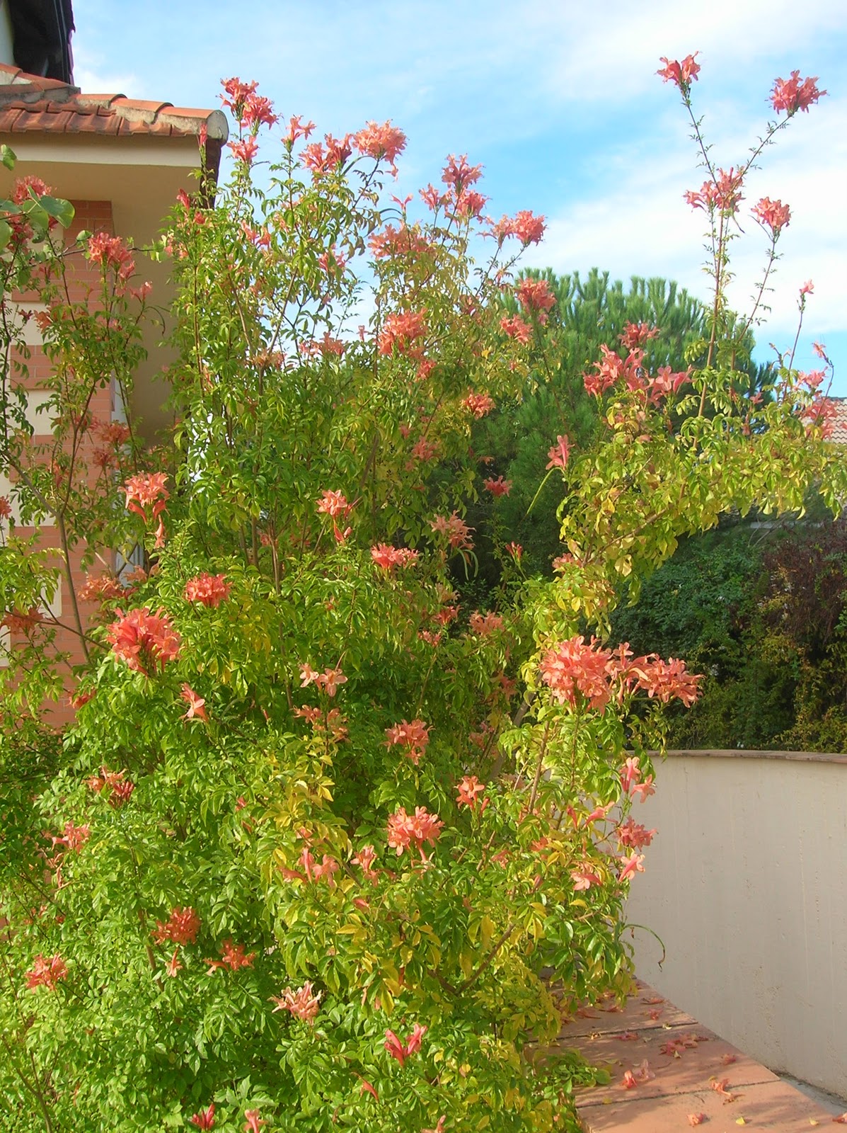 Recregarden: TECOMARIA CAPENSIS