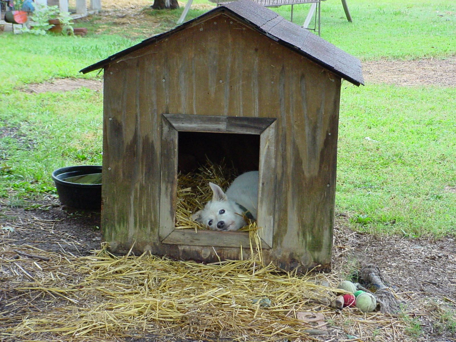 Seehafer Farm: Back in the Dog House