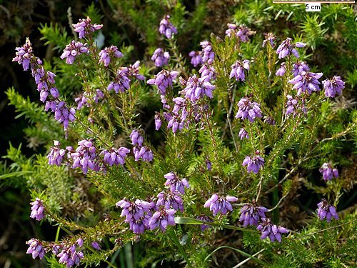 La flor de la pradera