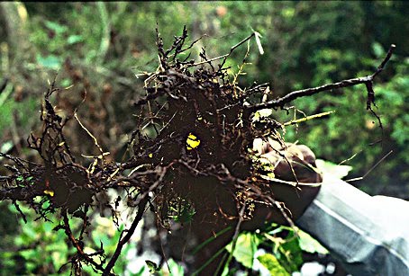 Working The Roots: Over 400 Years of Traditional African American ...