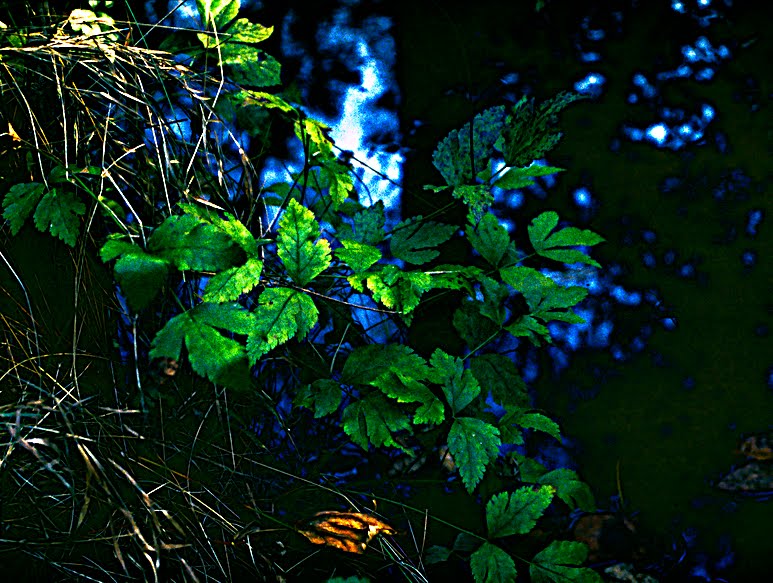 Working The Roots: Over 400 Years of Traditional African American ...