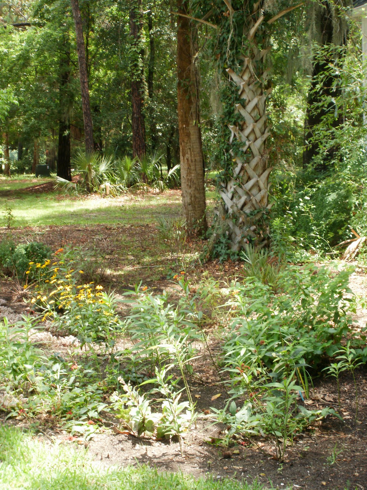 Lowcountry Rain Gardens