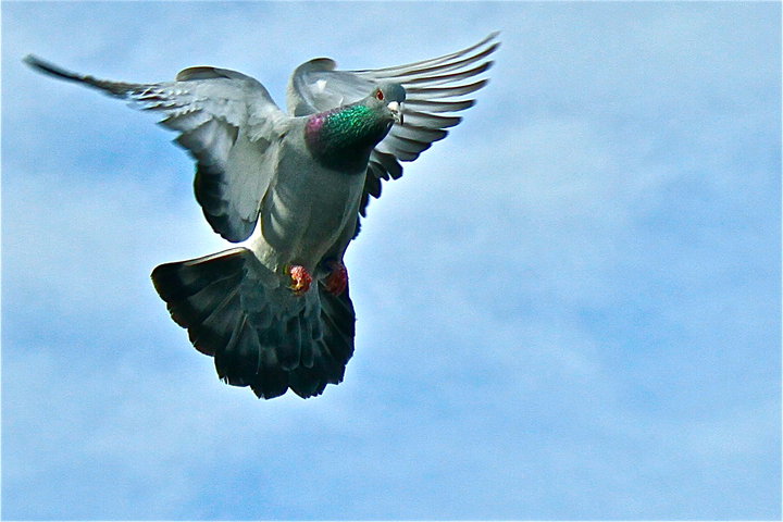 AMERICAN RACING PIGEON UNION: FAMILY FUN RACING PIGEON EXTRAVAGANZA!