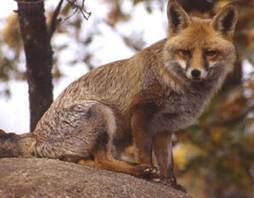 Llengua de sempre: guilla