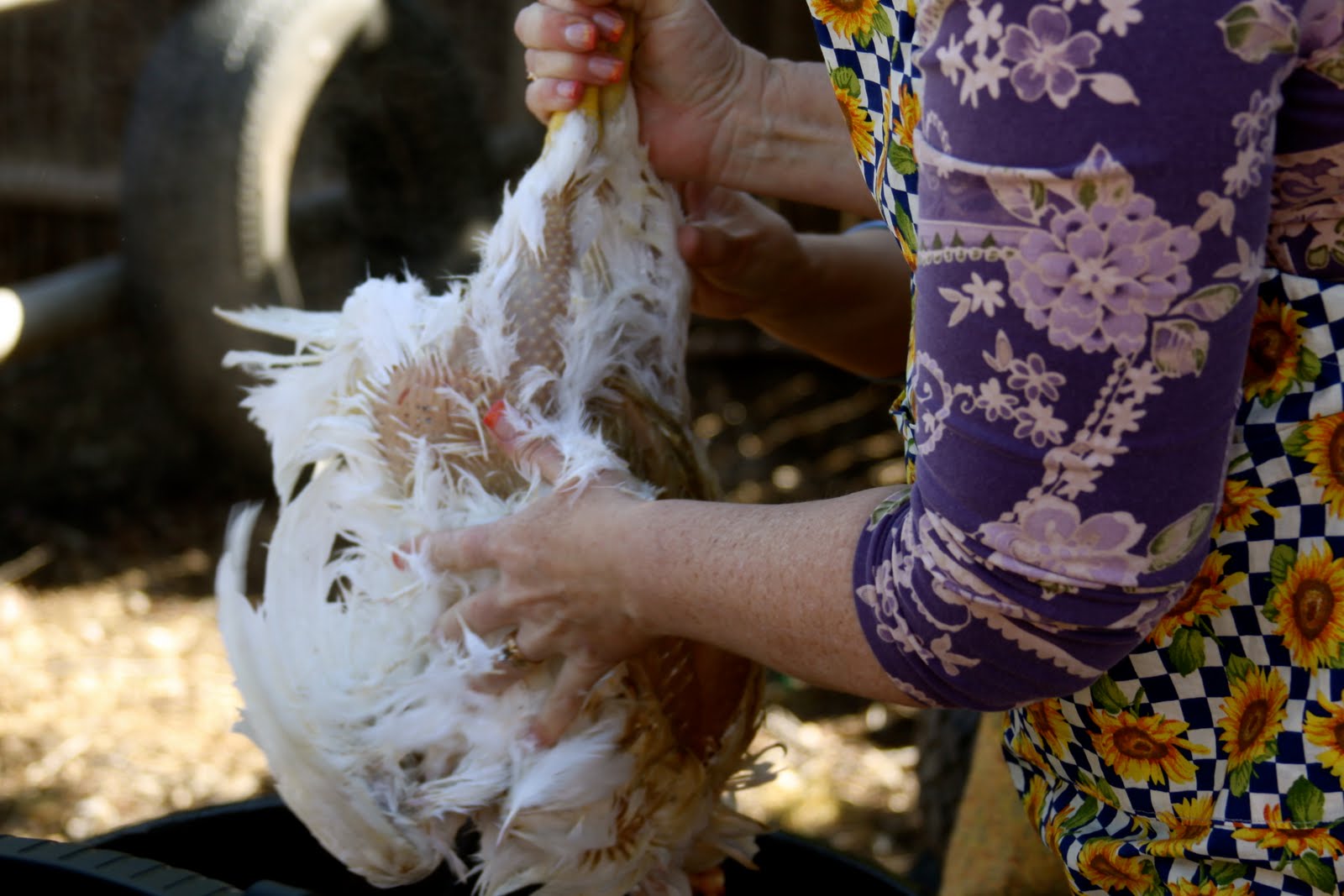 Homestead Revival: Processing Meat Chickens