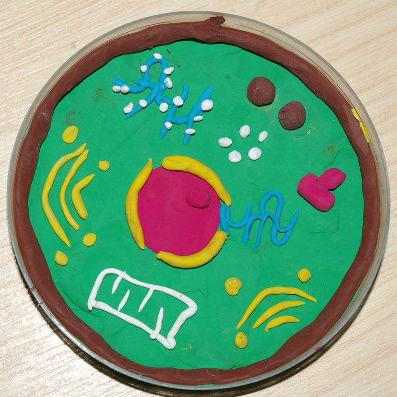 Sunderland Foundation Science: The Joys of Plasticine