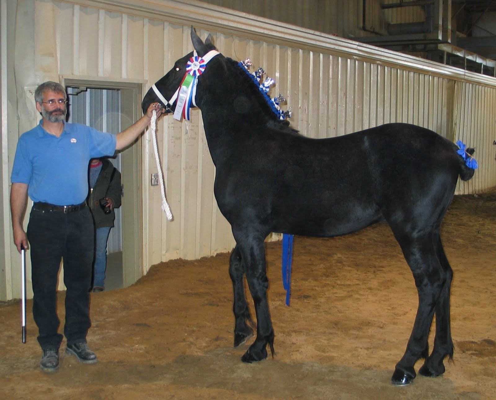 Cielo Azure Percherons: Grooming Percherons for Show