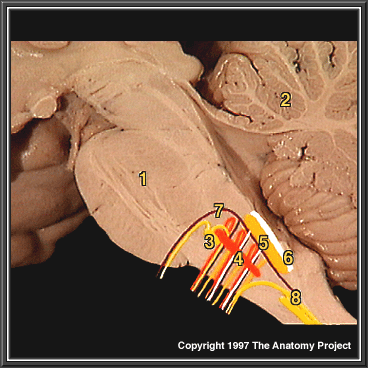 Nucleus tractus solitarii (NTS) - Introduction