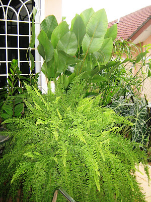 ~sWeeT LiFe of miNe~: Taman Syurga Bonda