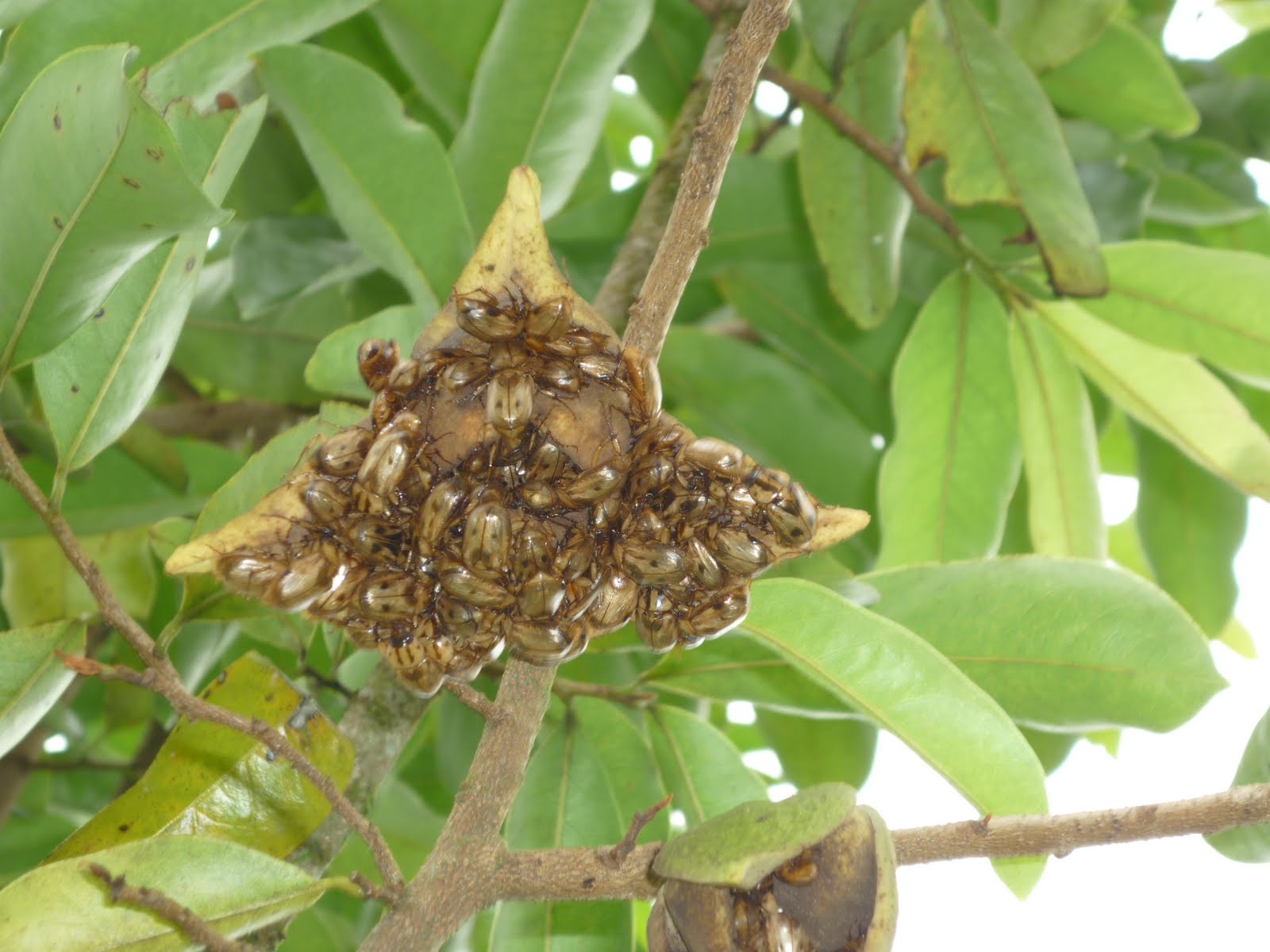 Historia Natural de Costa Rica: Plaga de la Guanabana