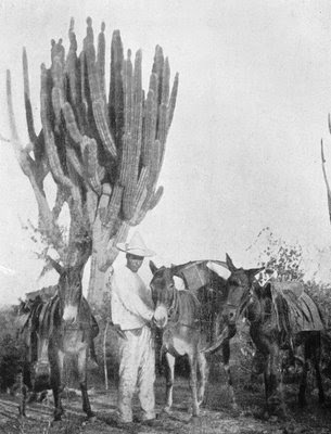 More Thoughts From New Mexico: Peasants and Peons in New Mexico AND the ...