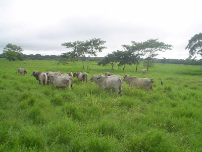 TODO FINCAS DEL CARIBE: FINCA GANADERA PLANETA RICA DEPTO CORDOBA(COLOMBIA)