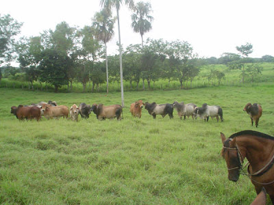 TODO FINCAS DEL CARIBE: FINCA GANADERA PLANETA RICA DEPTO CORDOBA(COLOMBIA)