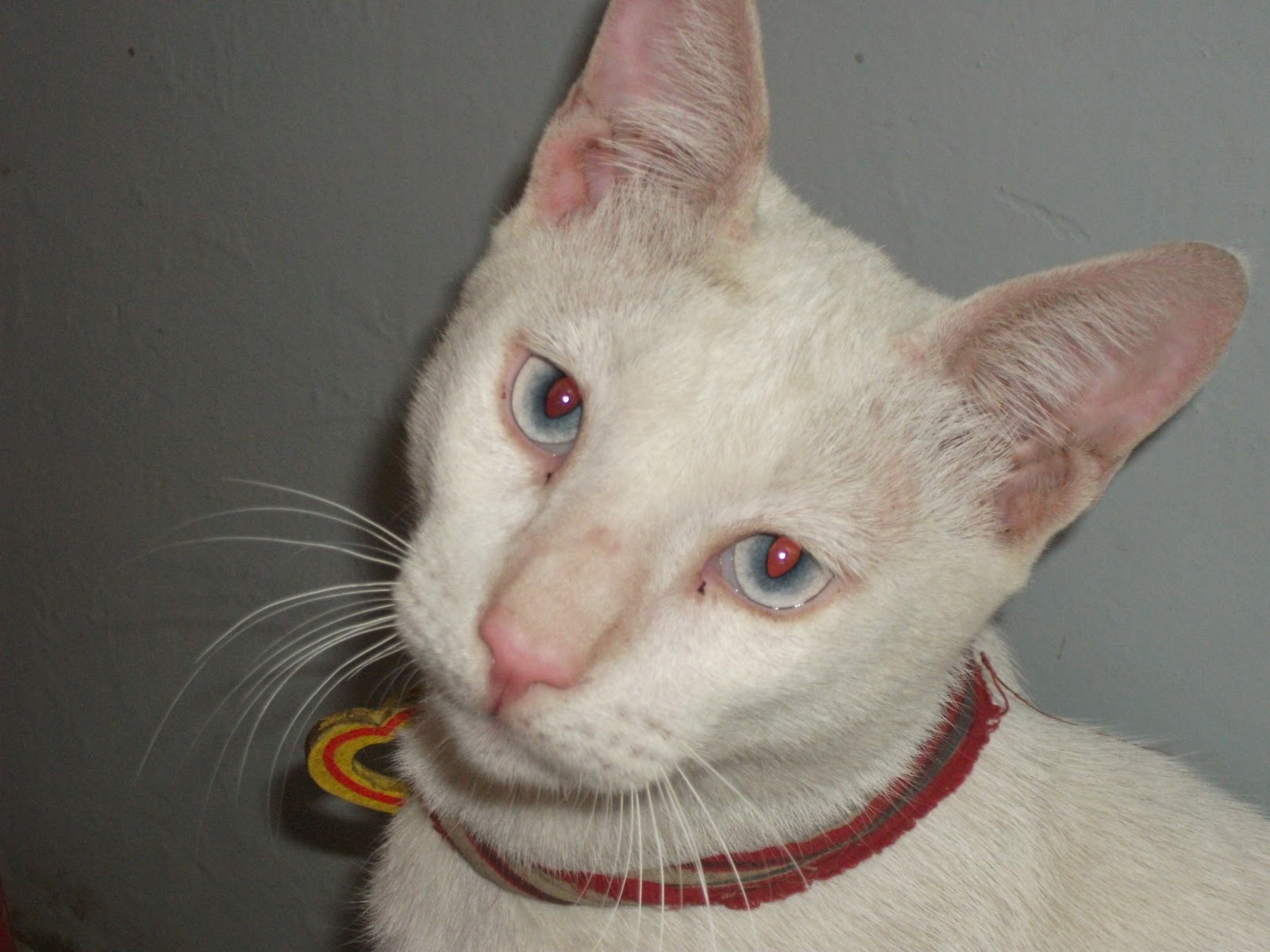 Shy Kitten Images Collection - Amazing Images Gallery