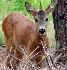 Planeta 23: Space cowboy, o.s.l.t.