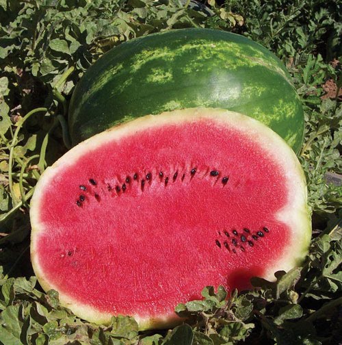 Sights, Sounds, and Tastes of the American South: Spitting Watermelon Seeds