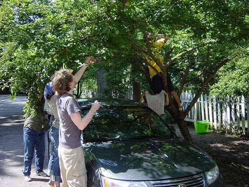 The IMPACT: Urban Foraging: Taking Local, Sustainable to New Levels