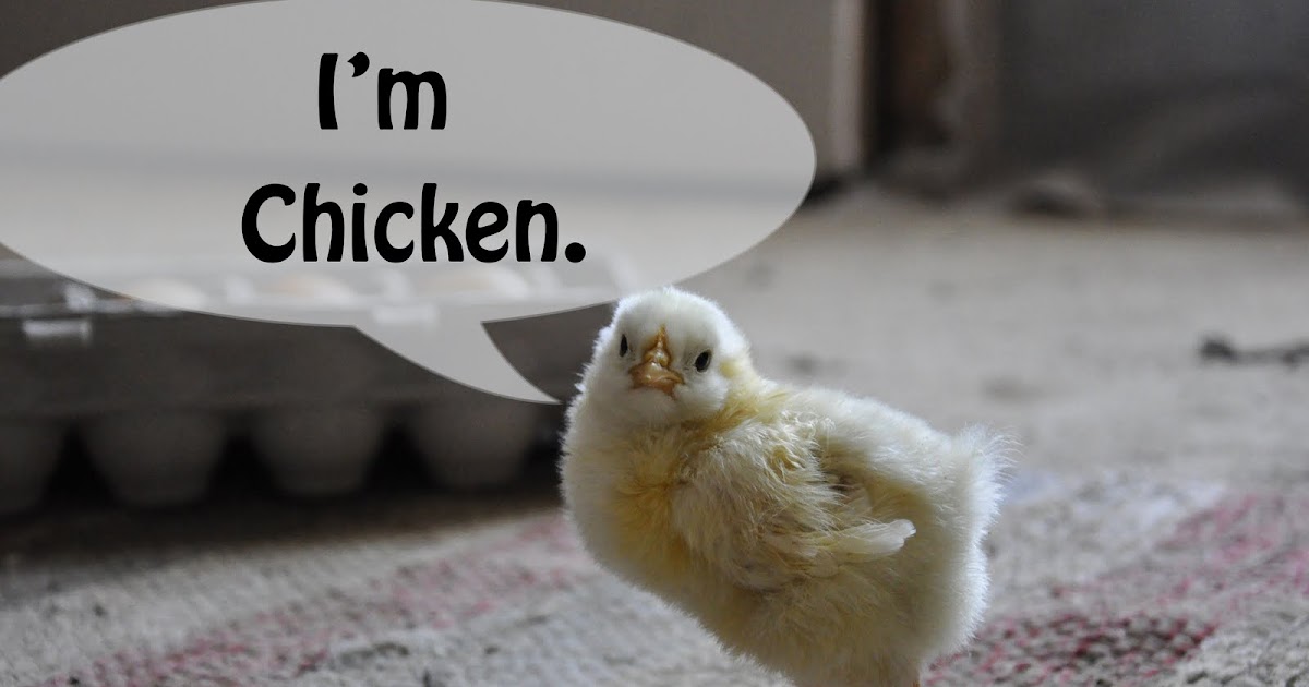 The Green Gardener: I'm Chicken
