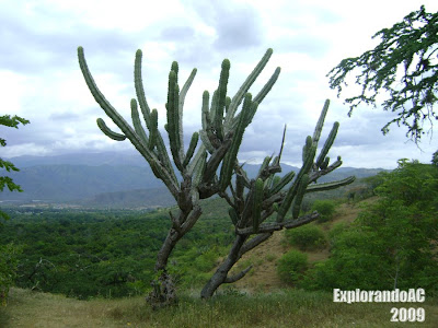 Explorando: Guaytán
