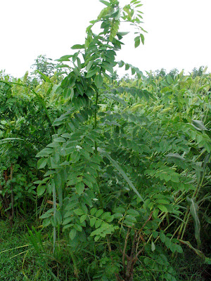 HIJAUAN PAKAN TERNAK: Gamal (Gliricidia sepium) - Sekilas Peternakan