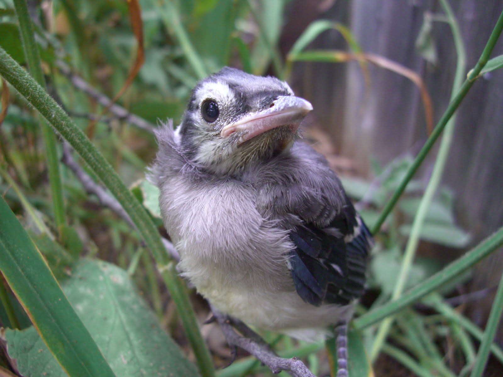 Conscious Gardening: Baby Blue