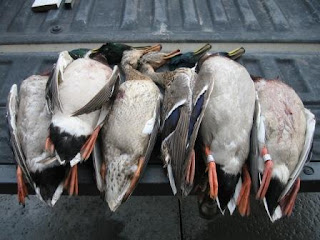 Duck Hunting: Pair of Banded Mallards