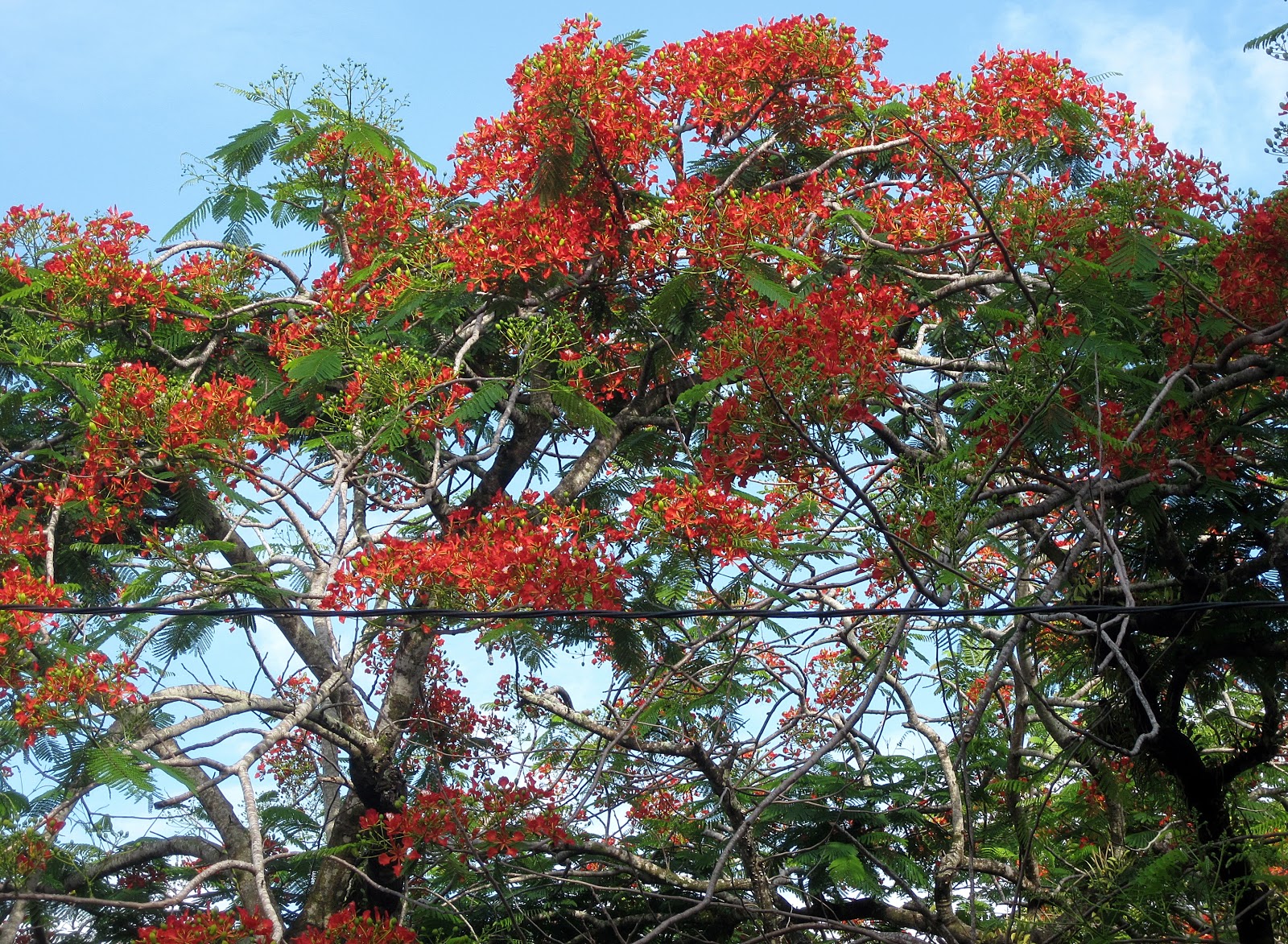 Across The Universe: Fa'a Samoa (The Samoan Lifestyle)