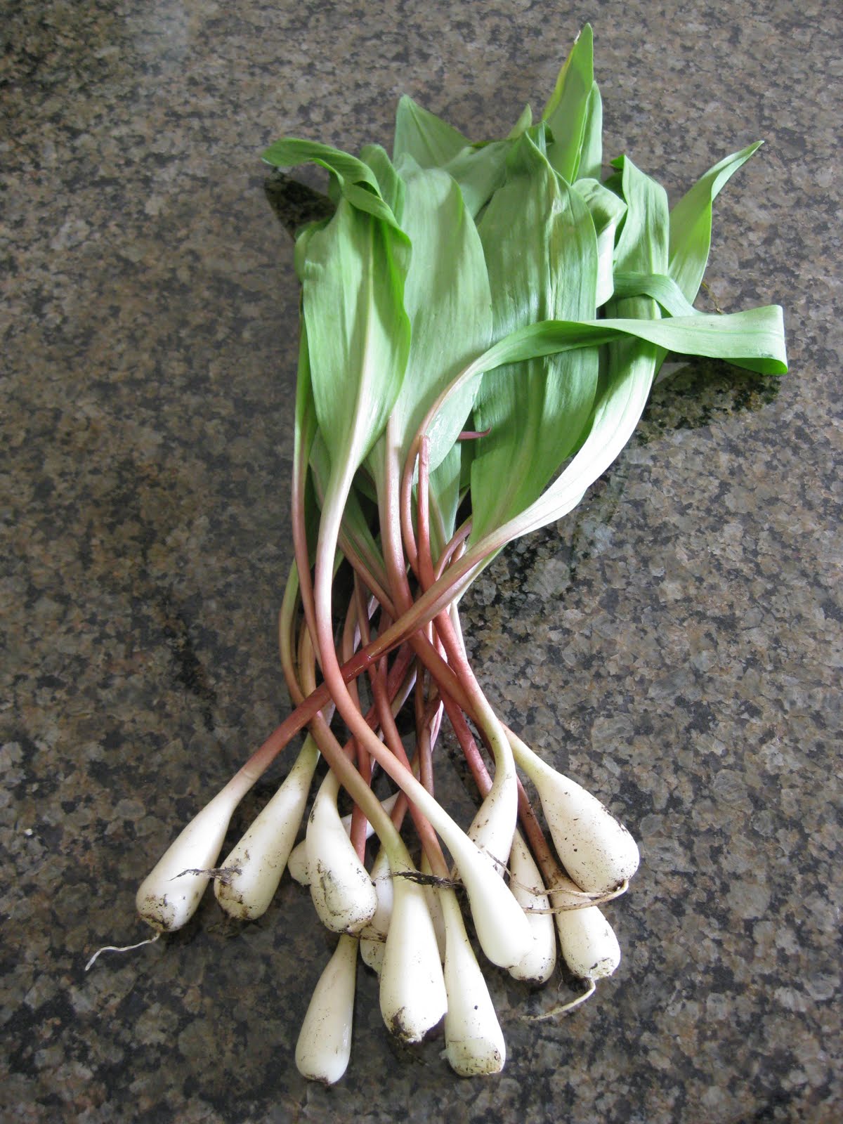 If Music be the Food of Love, Play On: Homemade Ramp and Cheddar Cheese ...