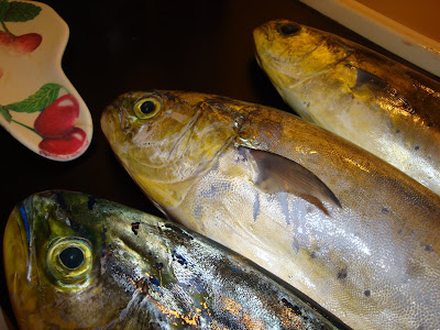 Malta daily photo: 'Lampuki'