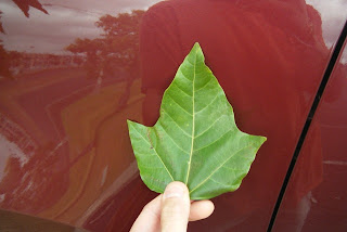 Kaohi Family Reunion - On our Way from Maryland