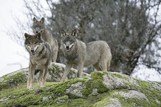 Animales de Impresión: Lobos de monte