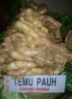 Petua Kecutkan Rahim dengan Temu Mangga - Petua Sejagat