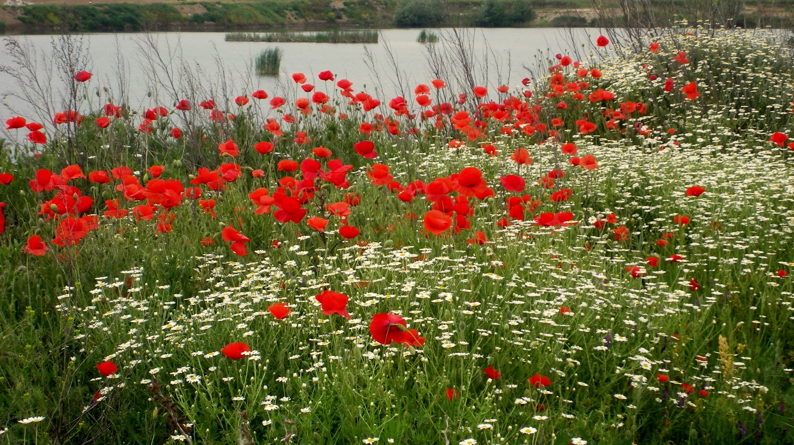 Floare de lotus: Maci