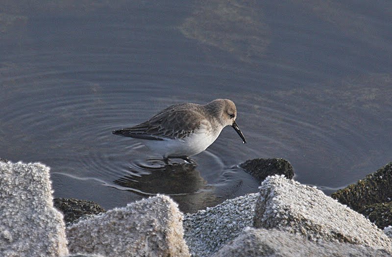 Bob the Birder: Draycote Water emerges from the fog.