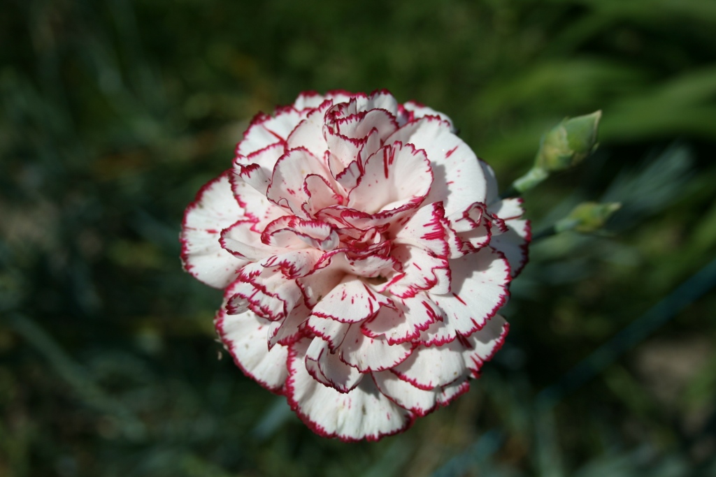 Natureza em sua Casa: O cravo