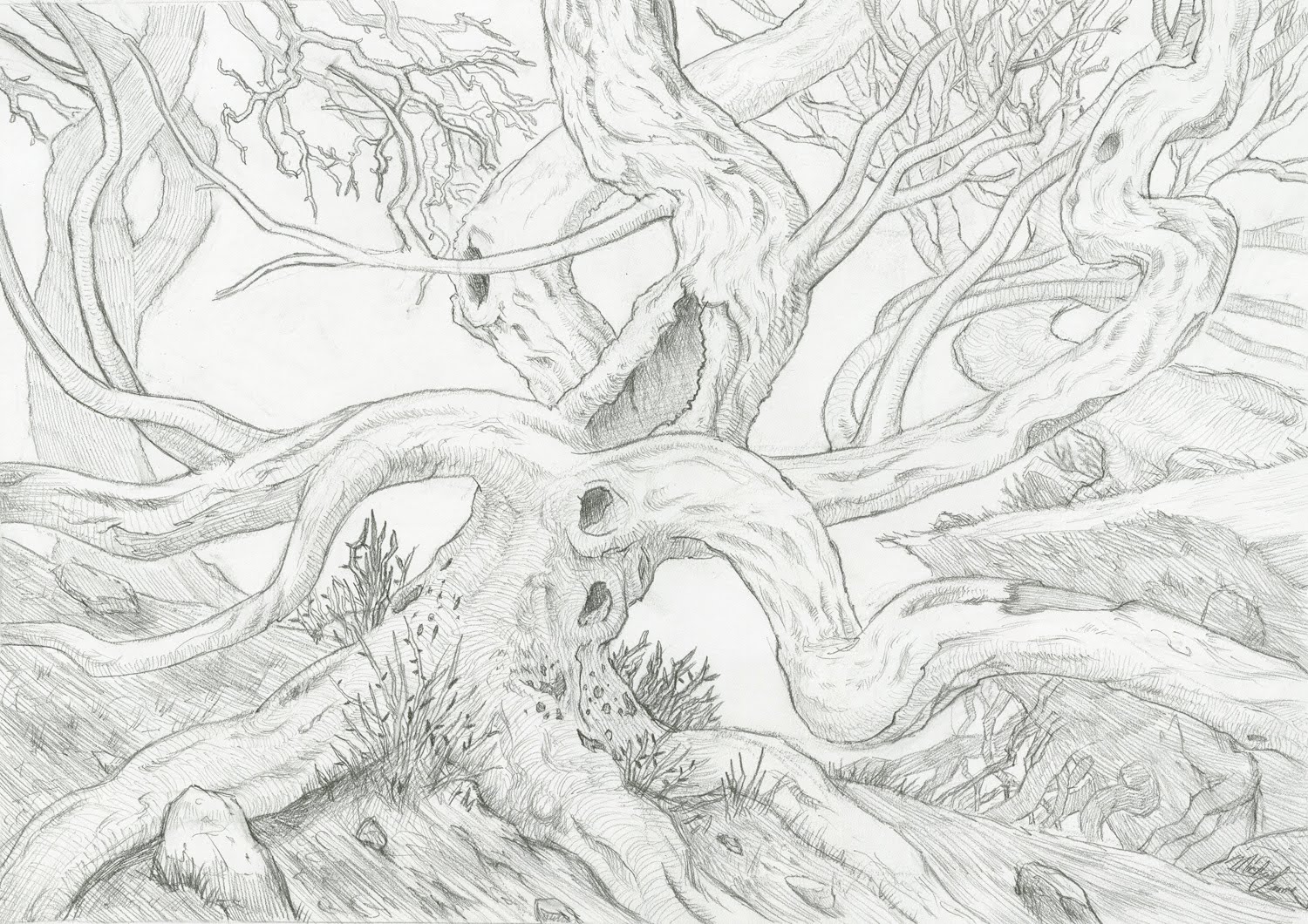 Mike Burns Illustration: Gnarly Tree