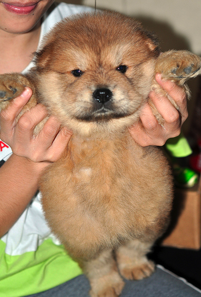 Juicy Dog Couture: Chubby Puppy