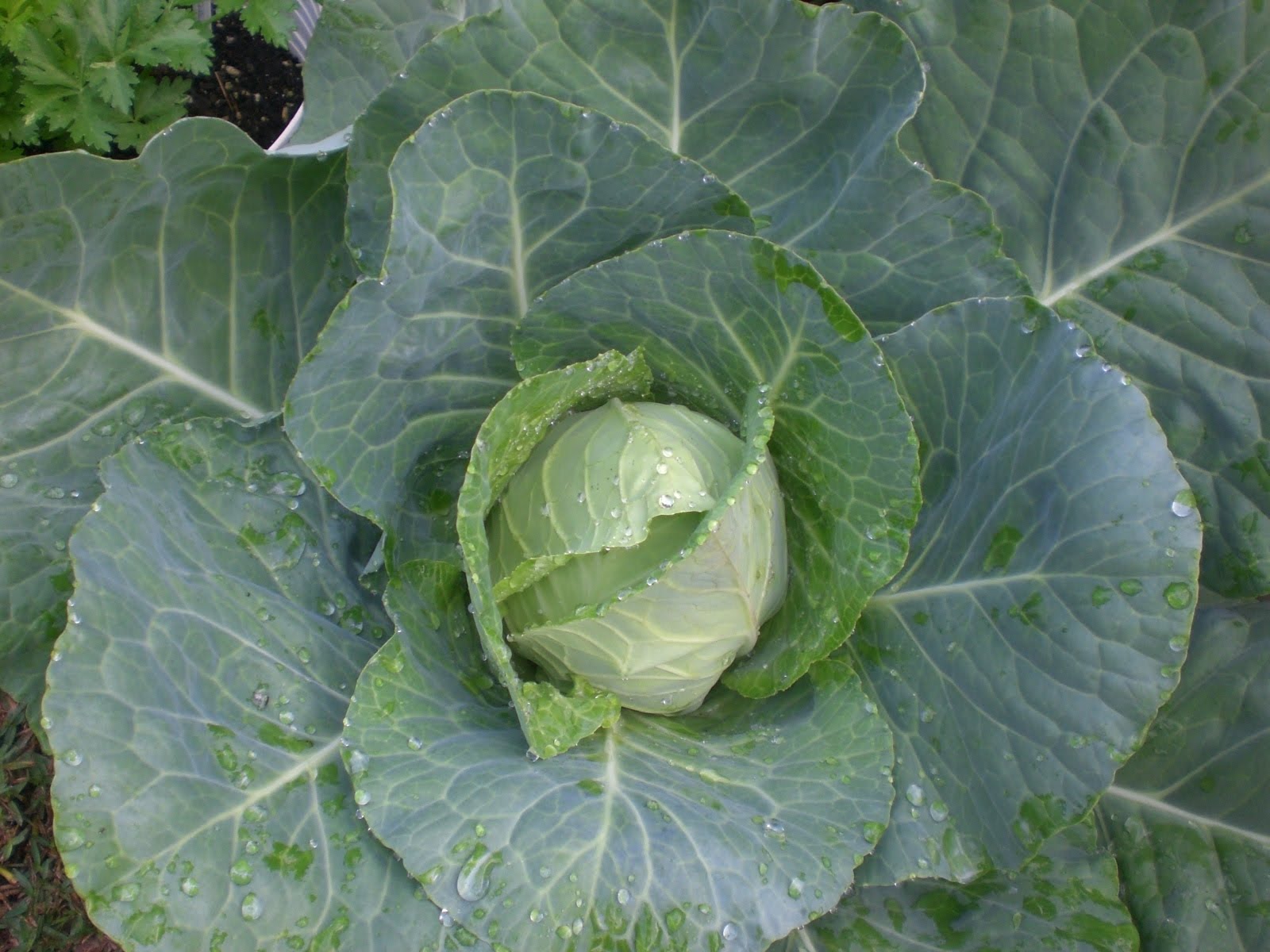 A Kitchen Garden in Kihei Maui: Growing Heirloom Cabbage in Kihei