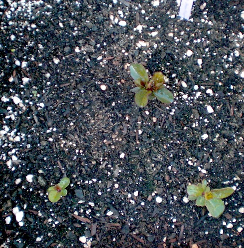 A Kitchen Garden in Kihei Maui: Growing Capers in Kihei