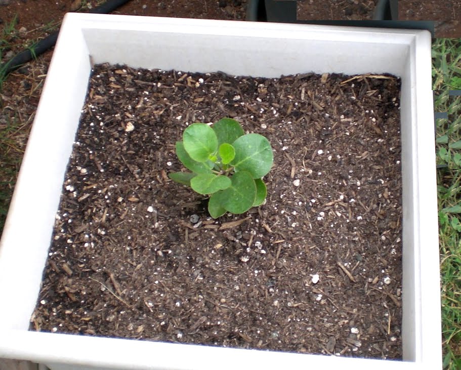 A Kitchen Garden in Kihei Maui: Growing Capers in Kihei