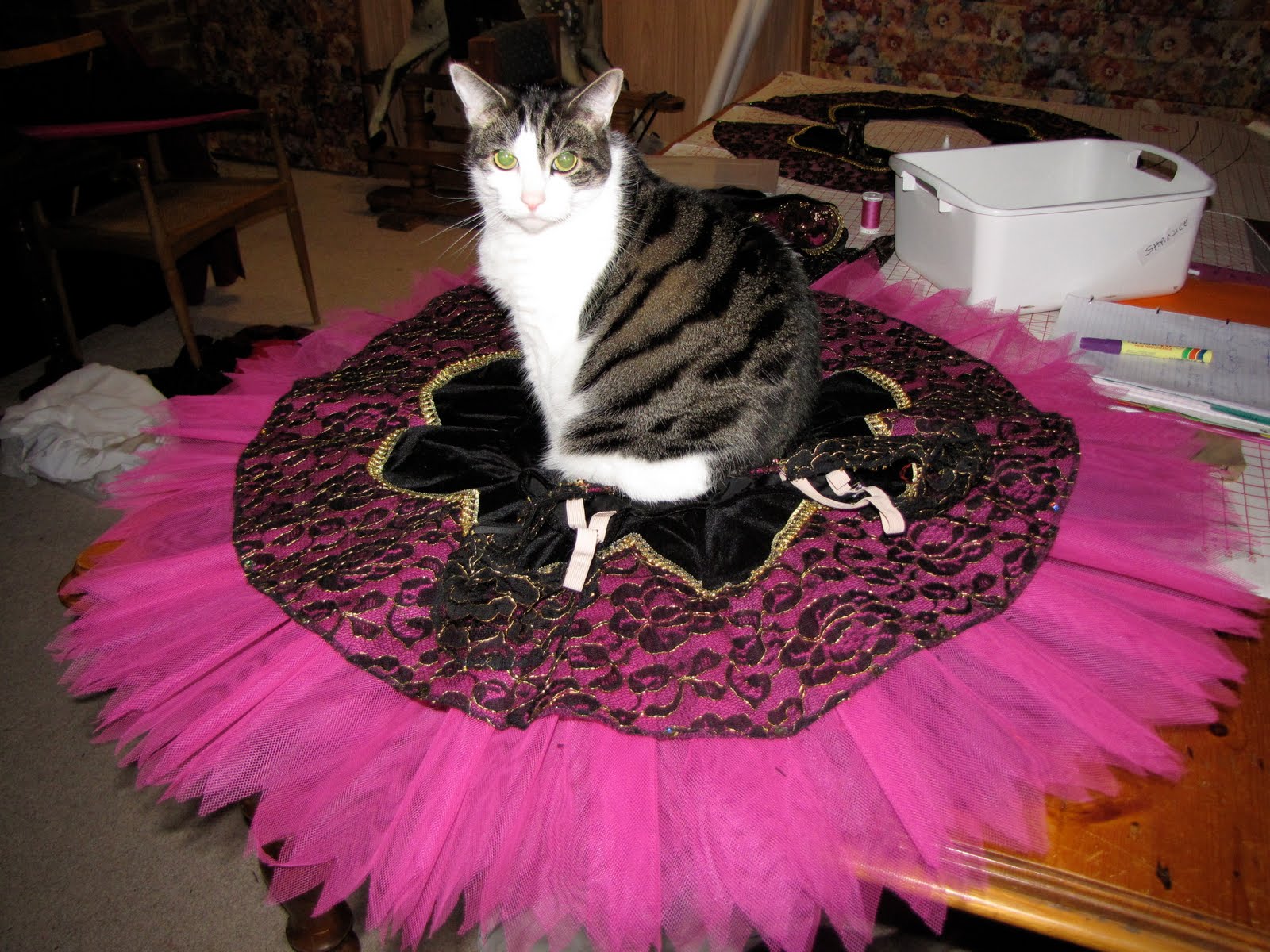 Tutus by Dani: What is it about cats and tutus?