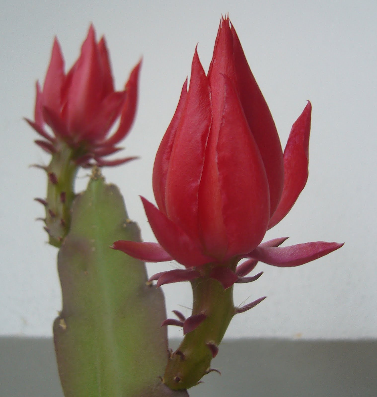 O fată simplă, într-un scaun rulant: Cactusi infloriti