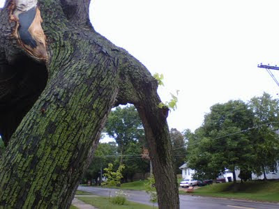 The Man with the Blue Guitar: Sunflowers and the Four-Legged Tree