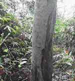 Valuable Information about Trees & Plants: Cebu Cinnamon