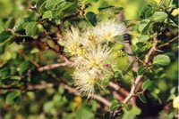 Valuable Information about Trees & Plants: Pokemeboy