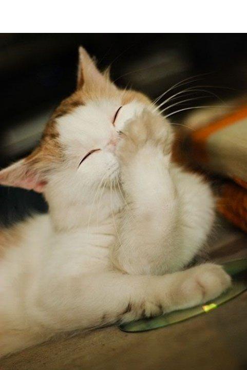 Blushing Cat | Fun Archive